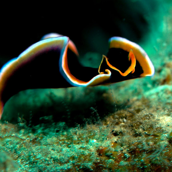 Flatworms | Project Noah