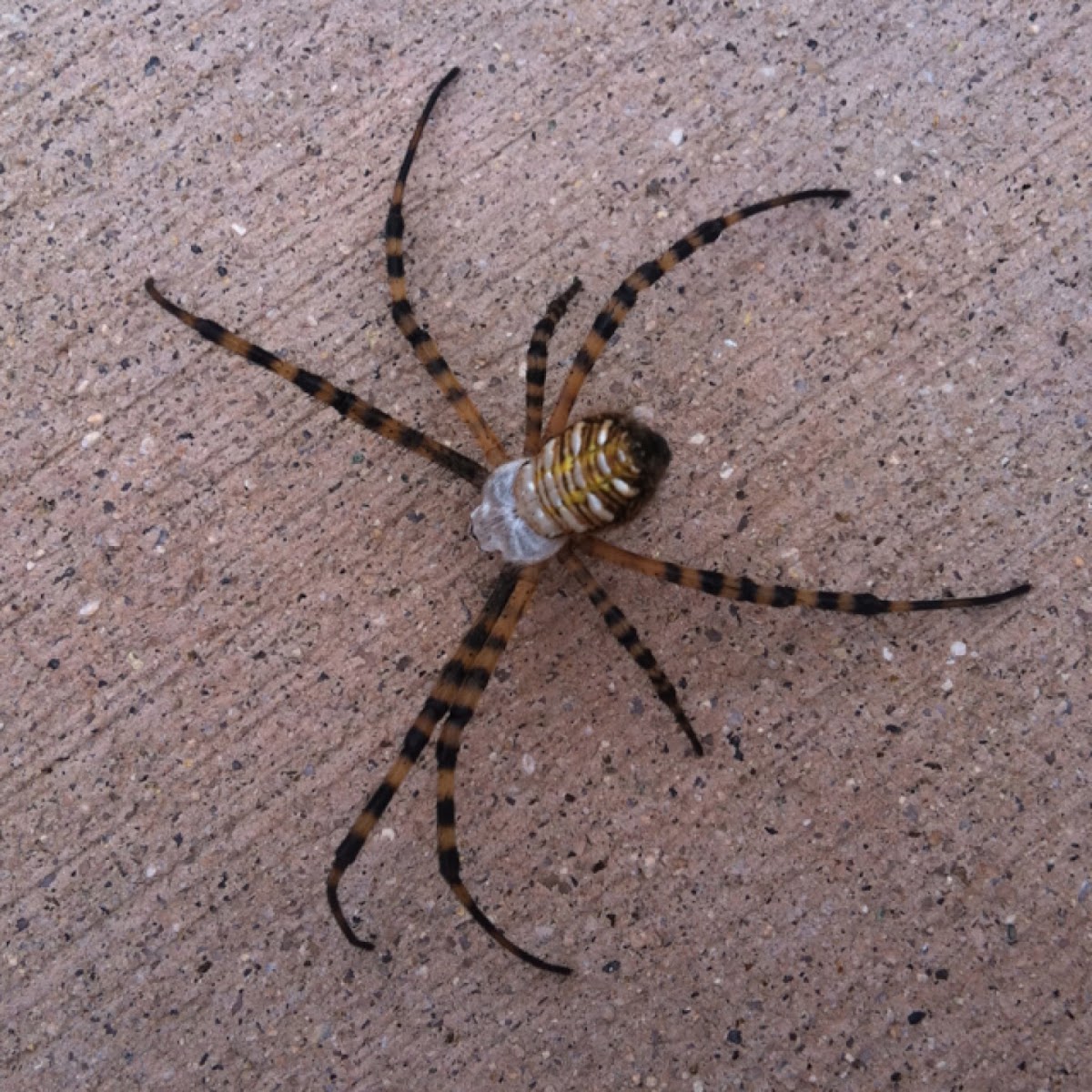Banded Orb Weaver | Project Noah