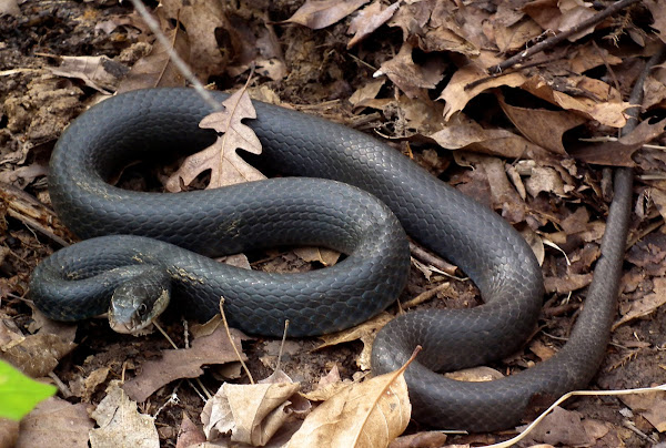 Eastern Racer | Project Noah