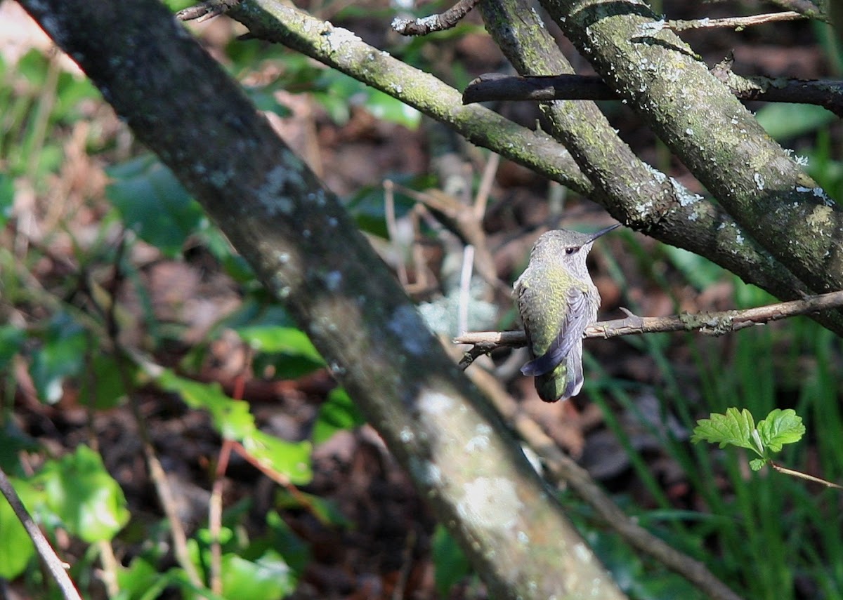 Anna's Hummingbird - Juvenile | Project Noah