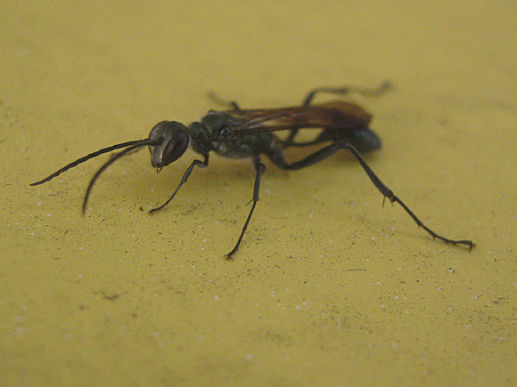 Grass-carying Wasp | Project Noah