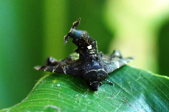 Mango Shoot Borer or Owlet Moth | Project Noah