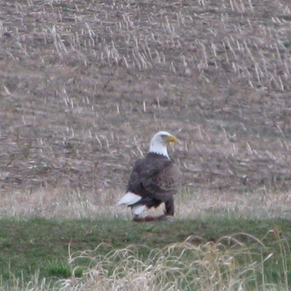 Bald Eagle | Project Noah
