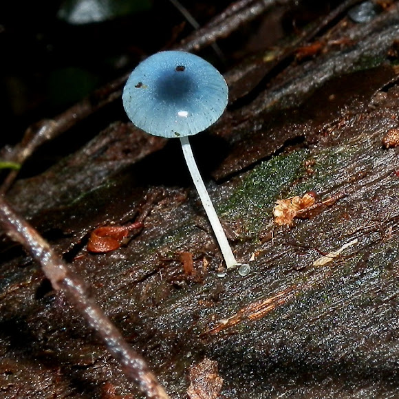 Pixie's Parasol | Project Noah