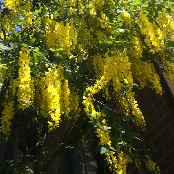 Gold Chain Tree | Project Noah