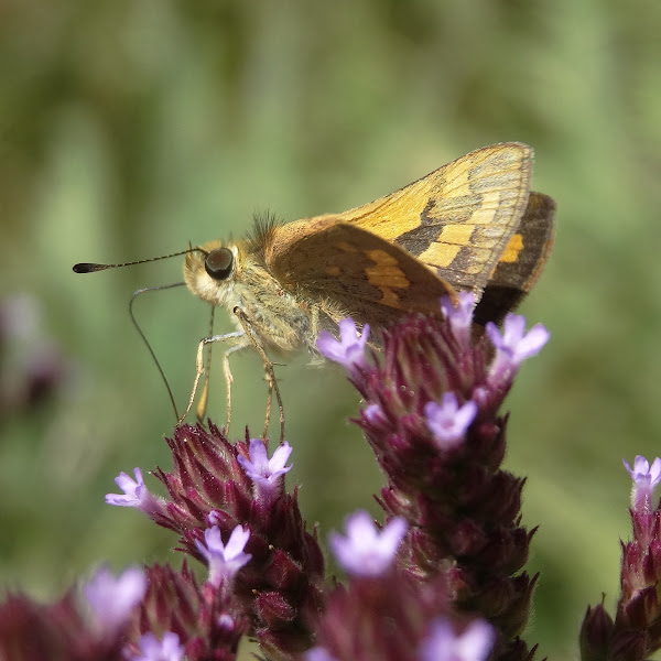 Green Grass-dart | Project Noah