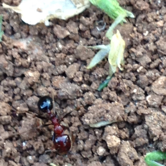 Red Harvester Ant | Project Noah