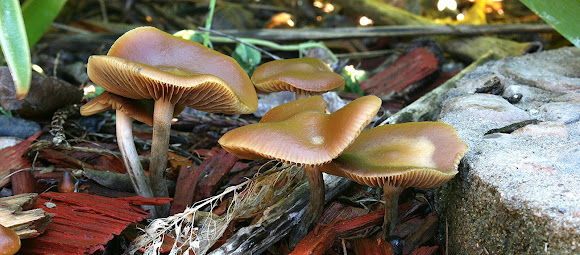 Wavy Caps | Project Noah