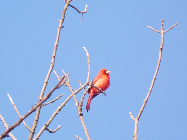 Northern Cardinal | Project Noah