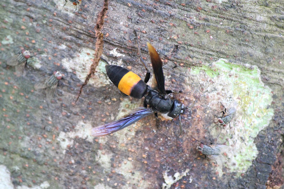 Lesser Banded Hornet | Project Noah