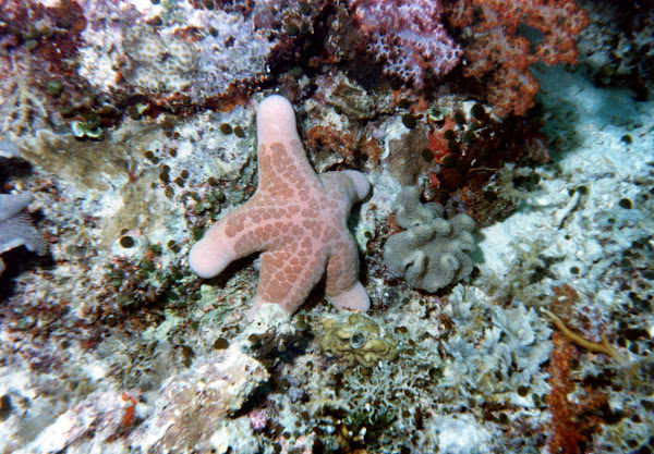 granulated sea star | Project Noah