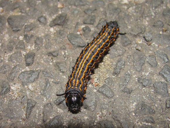 Orangestriped oakworm | Project Noah