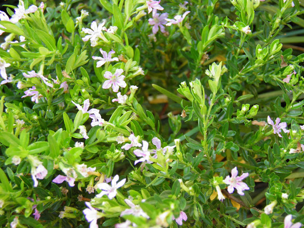 False Heather (Cufia) | Project Noah