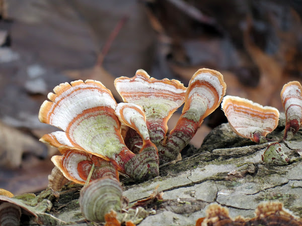 Stereum Ostrea | Project Noah