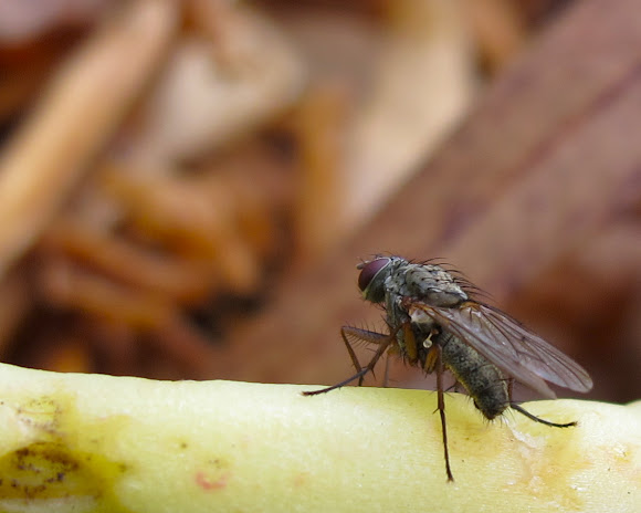 Muscid Fly | Project Noah