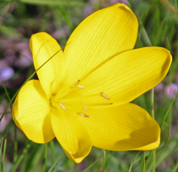 Yellow Crocus | Project Noah