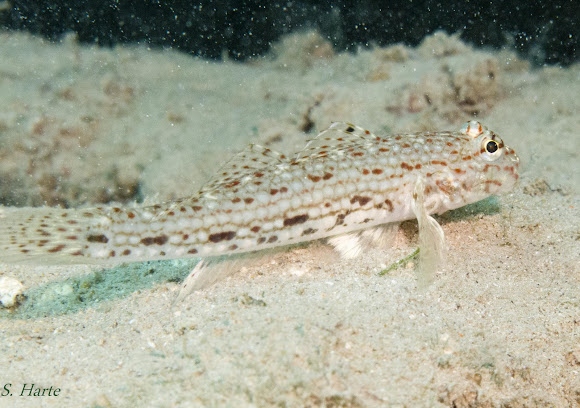 Orange-spotted Goby | Project Noah