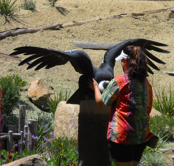 Andean Condor (adult female) | Project Noah