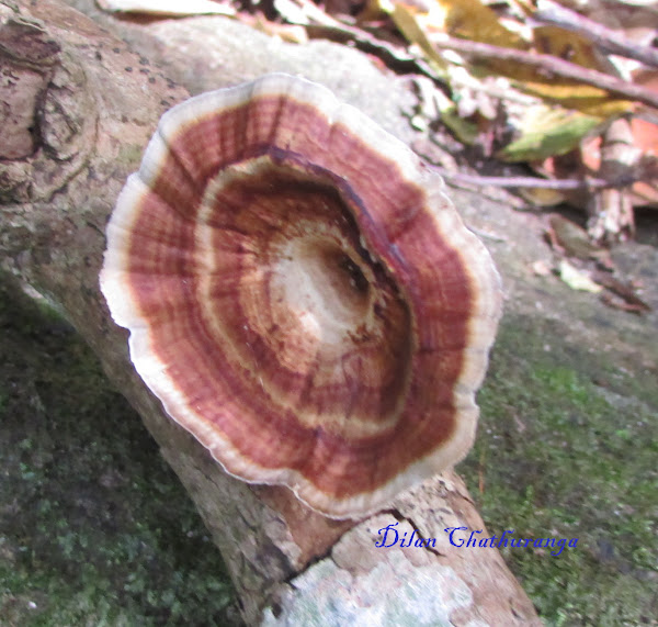 Fungi | Project Noah