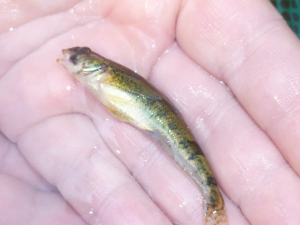 Snail Darter | Project Noah