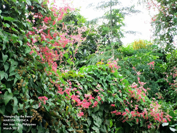 Mexican Creeper, Coral Vine, San Miguelito Vine | Project Noah