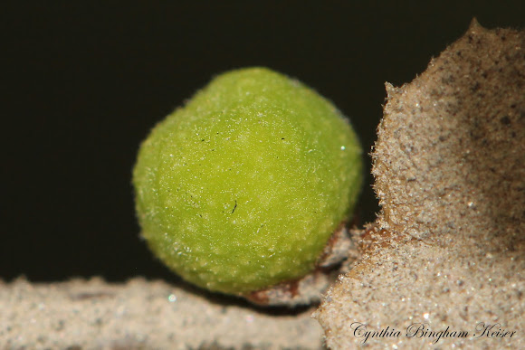 Live Oak Bud Gall | Project Noah