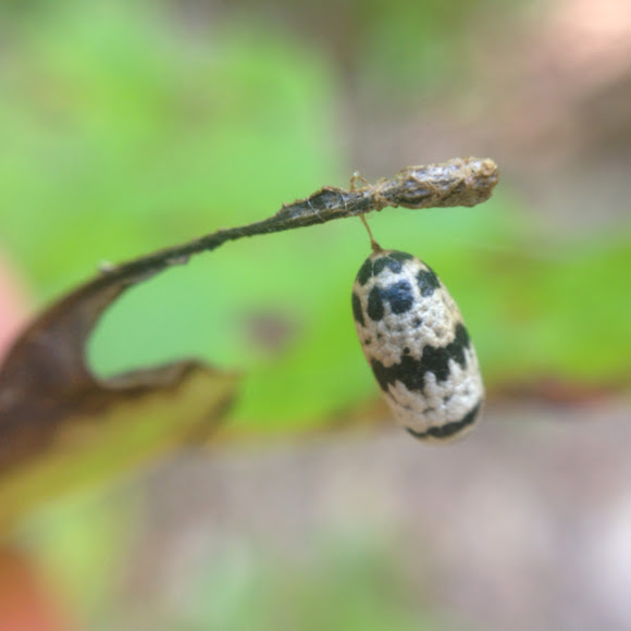 Ichneumon Wasp cocoon | Project Noah