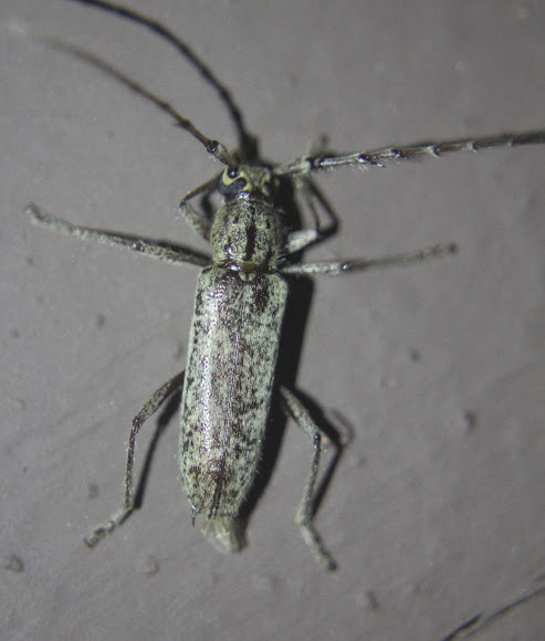 Spined Oak Borer | Project Noah