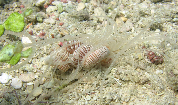 Spaghetti Worm | Project Noah