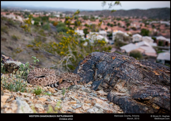 Western Diamondback Rattlesnakes | Project Noah