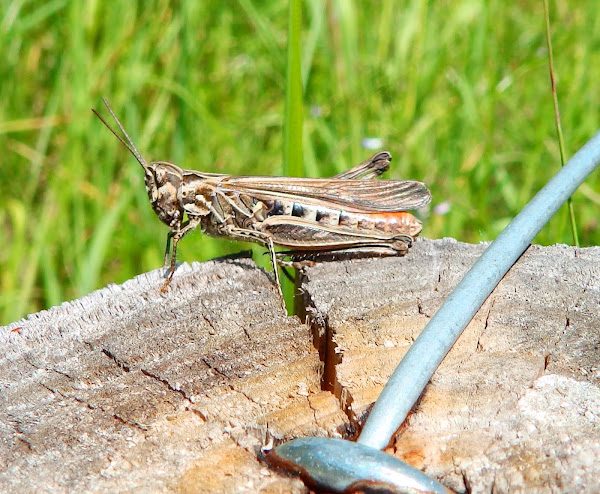 Common field grasshopper | Project Noah