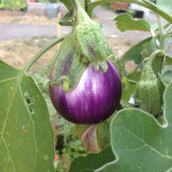 Eggplant! | Project Noah