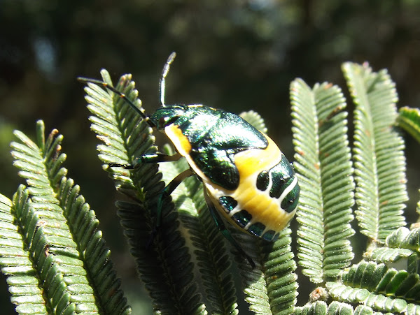 Metallic shield backed bug | Project Noah