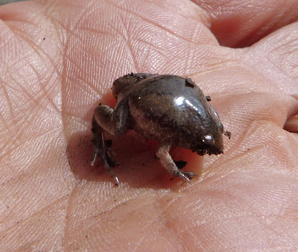 Eastern narrow-mouthed toad | Project Noah