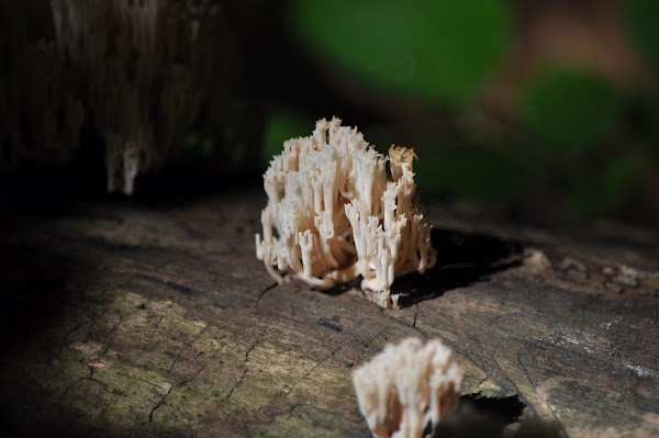 Crown Coral fungus | Project Noah