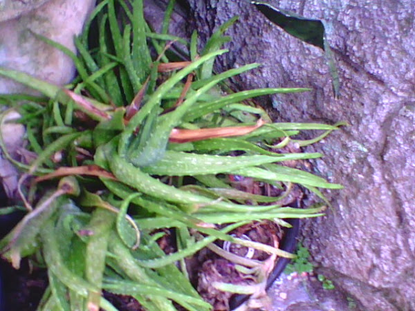 aloe vera | Project Noah