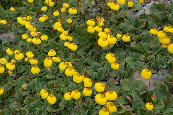 Topa-topa | Project Noah