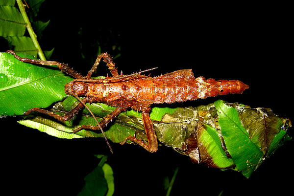 Heavy Stick Insect | Project Noah