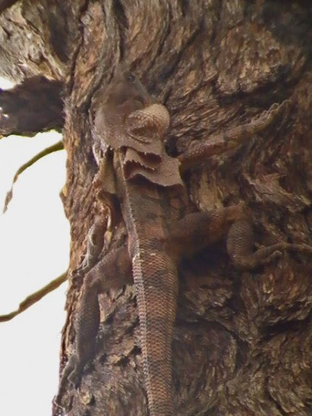 Frilled-necked lizard | Project Noah