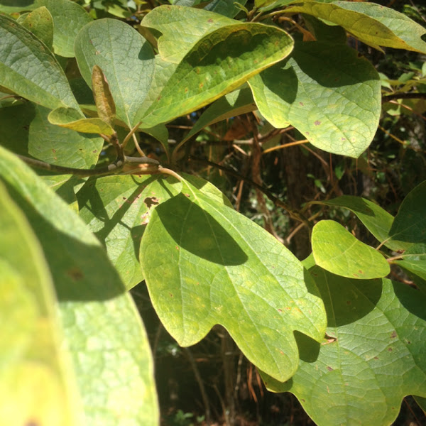 Sassafras | Project Noah