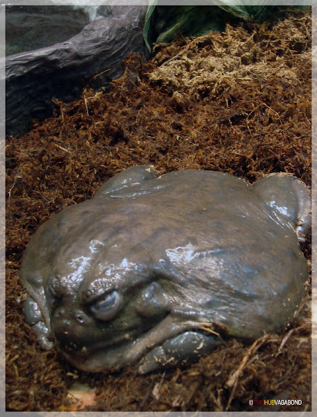 Giant African Bullfrog | Project Noah