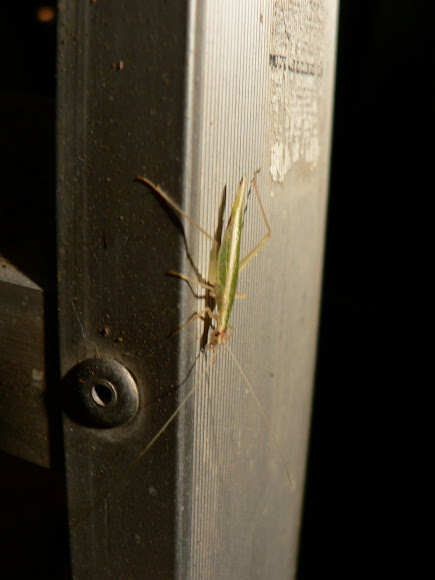 Thermometer Cricket | Project Noah