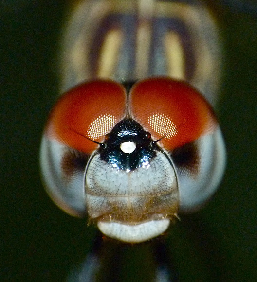 Blue dasher (female) | Project Noah