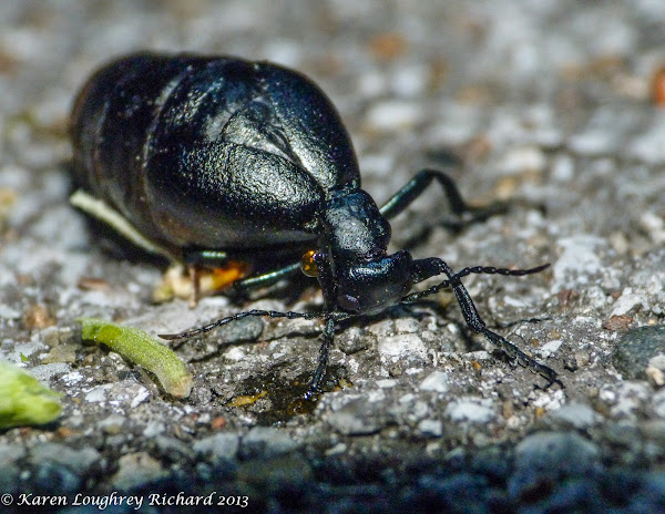 Oil beetle | Project Noah