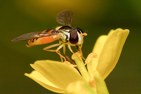 Slender Banded Hoverfly | Project Noah