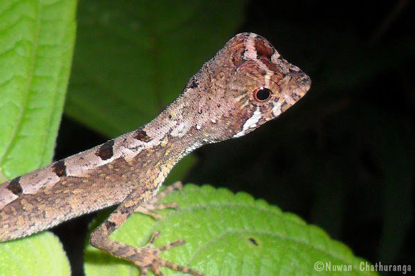 Kangaroo Lizard | Project Noah