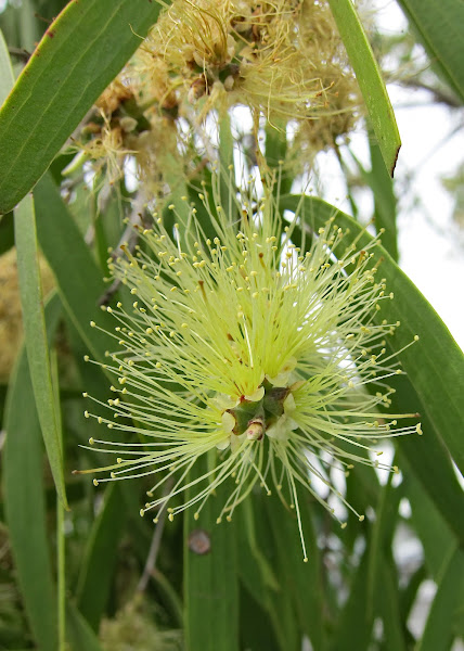 Silver-leaved Paperbark | Project Noah