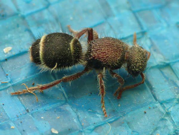 Velvet Ant | Project Noah
