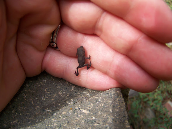 Baby Gulf Coast Toad | Project Noah