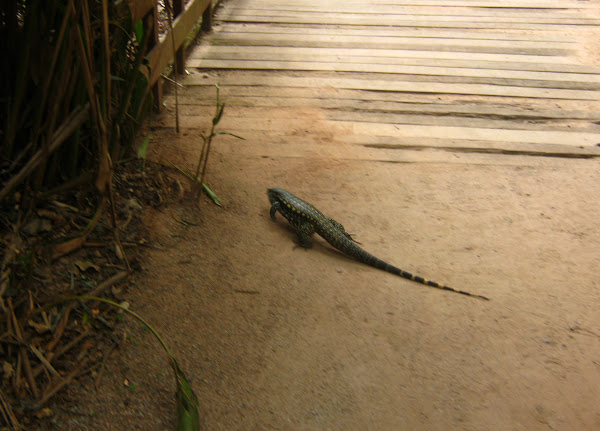 Tegu, Teiú(Brazil) | Project Noah